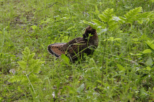 Lee Duquette got attacked by a grouse in Ontario, Canada