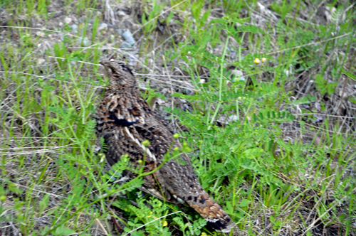 Lee Duquette got attacked by a grouse in Ontario, Canada