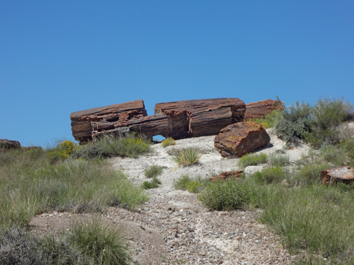 The Giant Log Trail in Petrified Forest National Park
