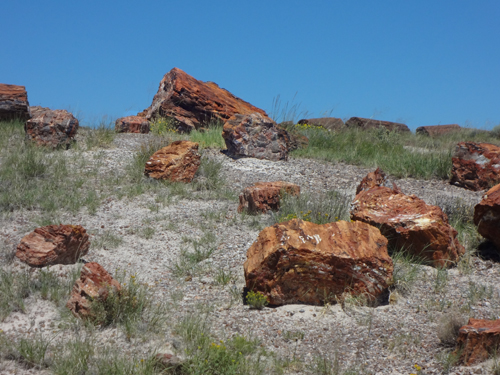 The Giant Log Trail in Petrified Forest National Park