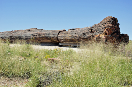 The Giant Log Trail in Petrified Forest National Park