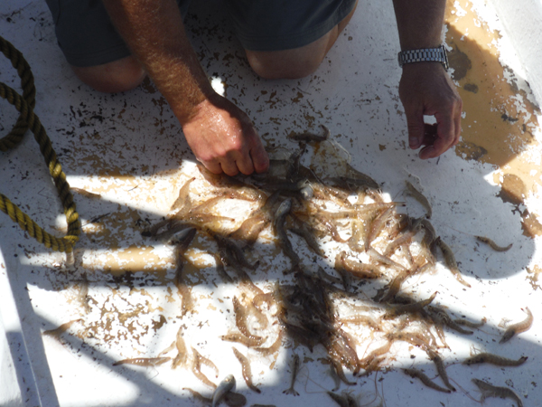 Shrimping in Biloxi, Mississippi