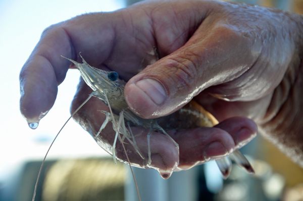 Shrimping in Biloxi, Mississippi