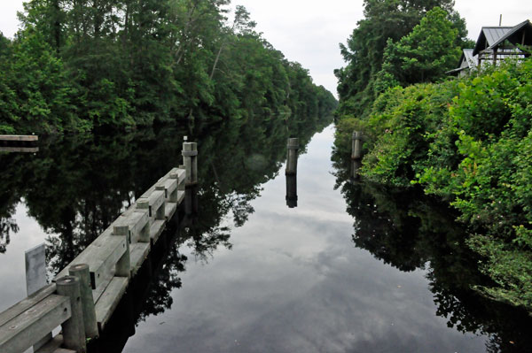 Dismal Swamp State Park and the famous Black Waters in NC